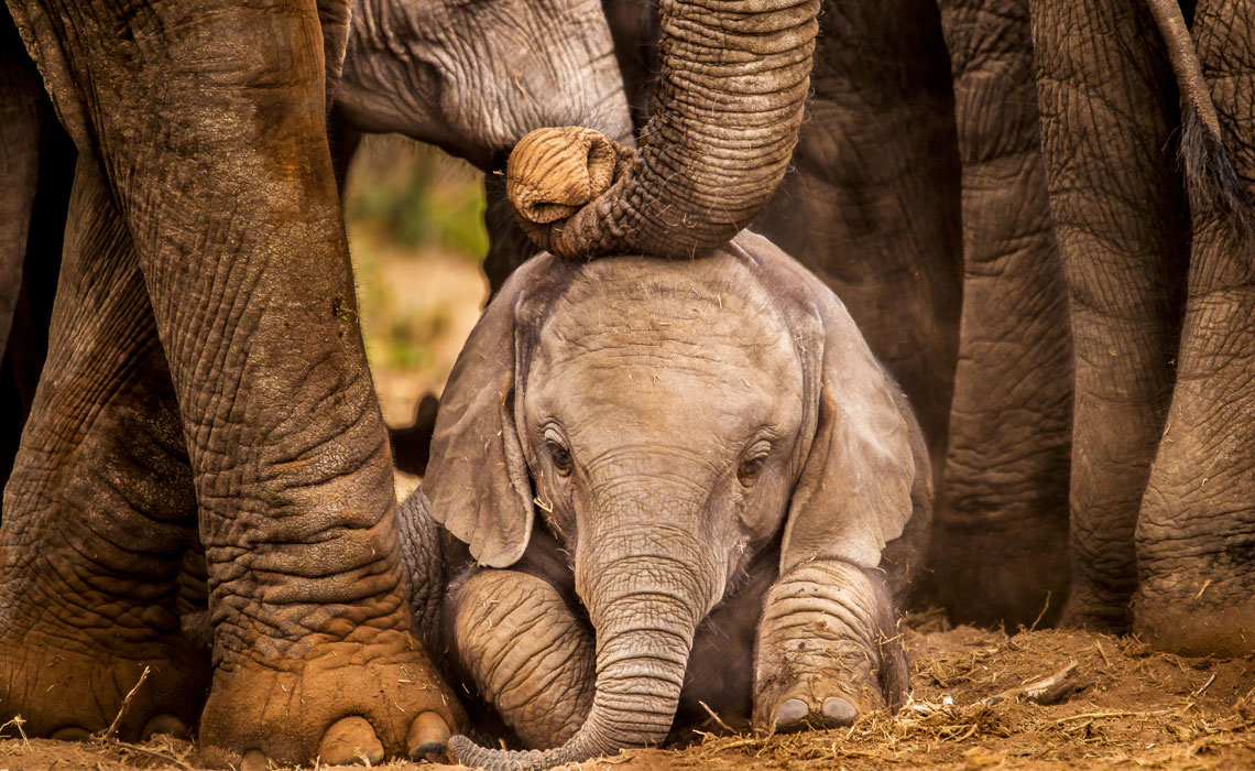 L'elefante, un maestoso animale simbolo di bontà, purezza e saggezza!